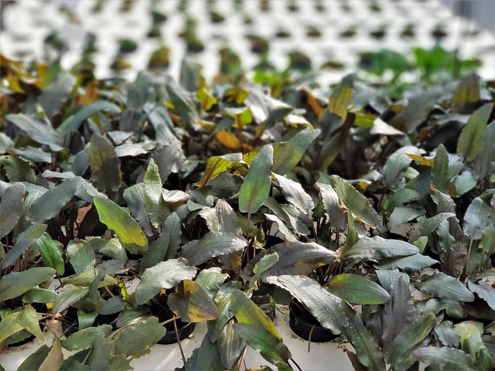 Unveiling the Truth: Cryptocoryne Plant Live Aquarium Plants Revealed