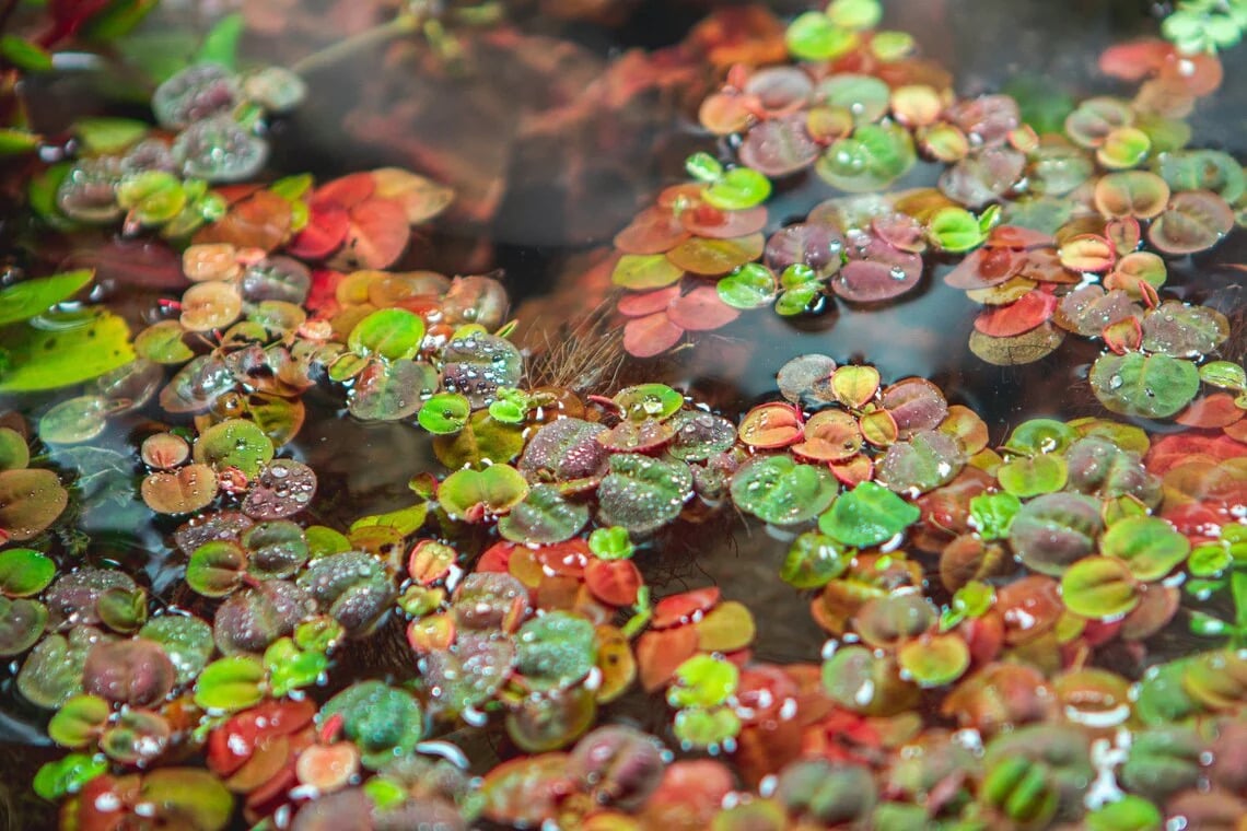 Comprehensive Care Guide for Red Root Floaters (Phyllanthus Fluitans)