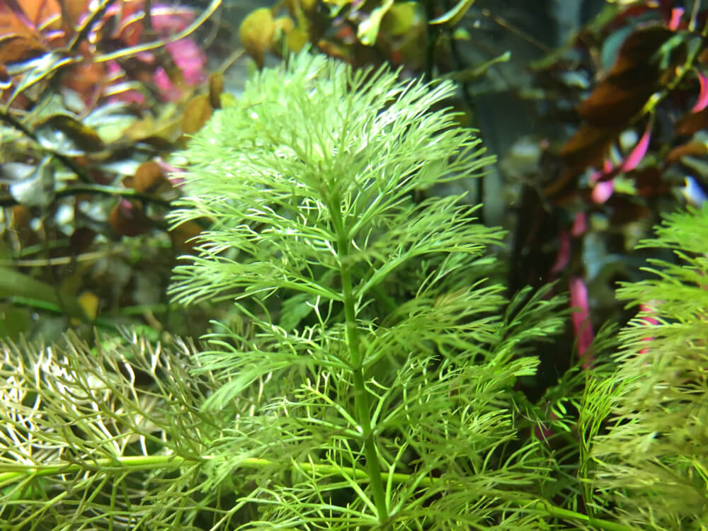 Watersprite Wonders: Thriving Aquarium Plant Guide